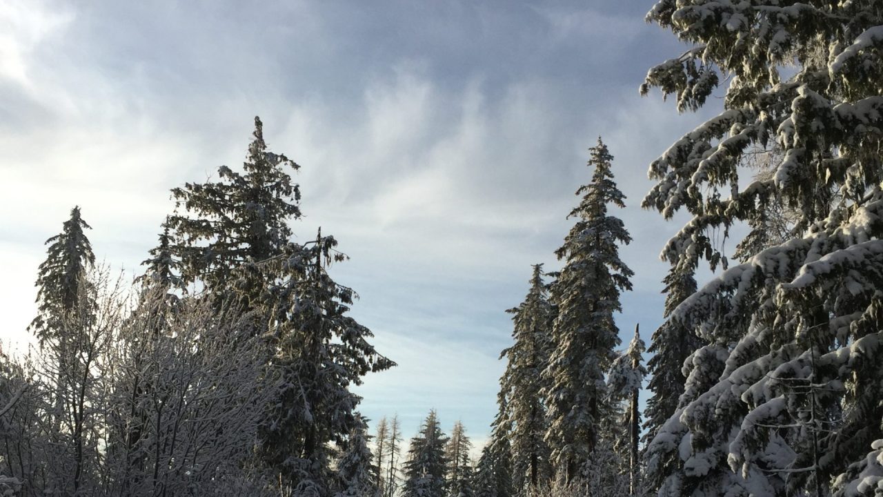 Forest Plans & NRCS | Idaho | JD Forest Management